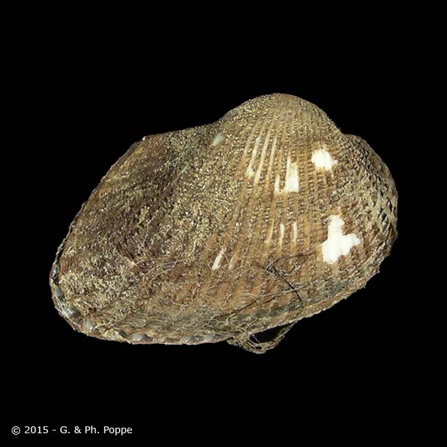 Shell Encyclopedia - Worms Details | Conchology | Conchology