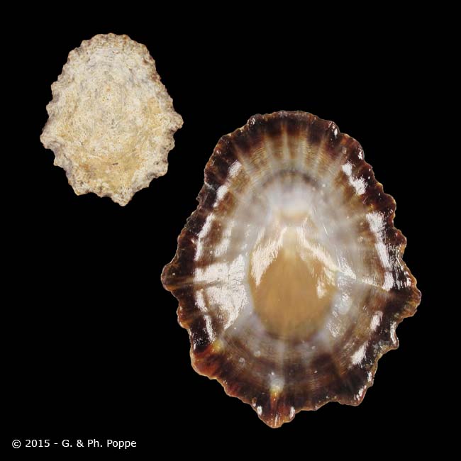 Featured Shells For Sale | Conchology