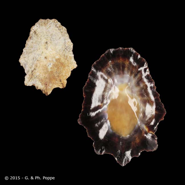 Featured Shells For Sale | Conchology