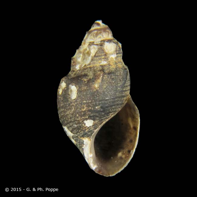 Shell Encyclopedia - Conchological MegaDatabase Iconographic Overview ...