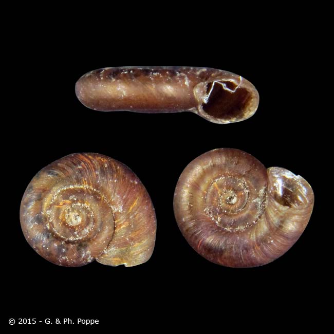 Shell Encyclopedia - Worms Details | Conchology | Conchology