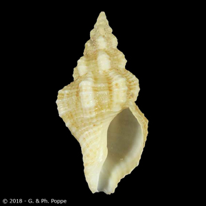 Shell Encyclopedia - Conchological MegaDatabase Iconographic Overview on Mollusks ...