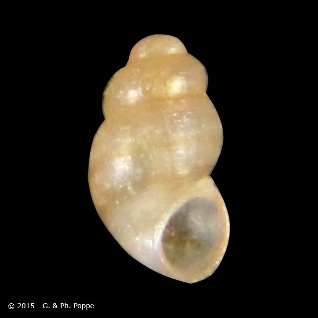 Featured Shells For Sale | Conchology