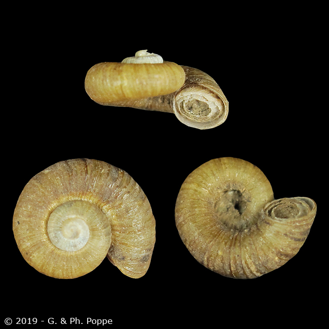 Shell Encyclopedia - Worms Details | Conchology | Conchology