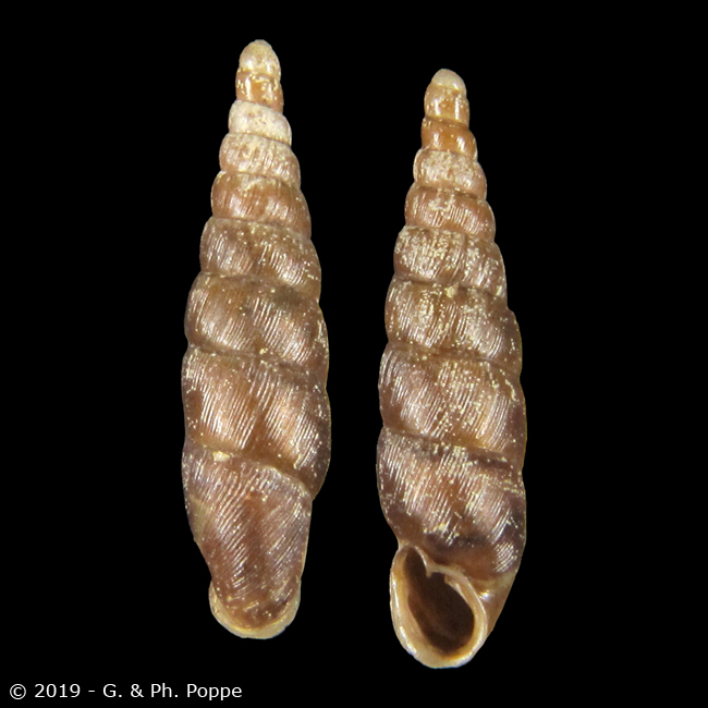 Shell Encyclopedia - Worms Details | Conchology | Conchology