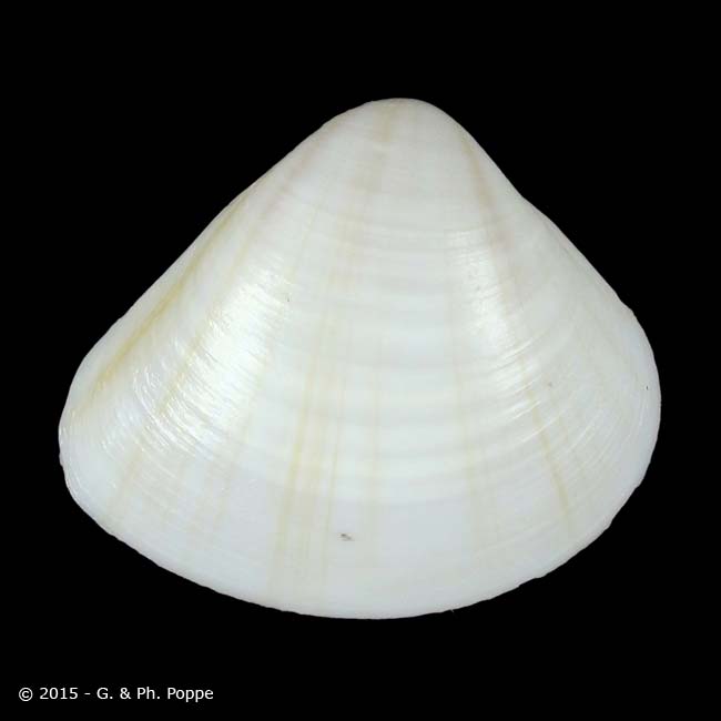 Shell Encyclopedia - Worms Details | Conchology | Conchology