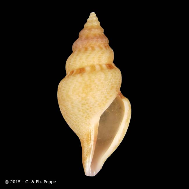 Featured Shells For Sale | Conchology