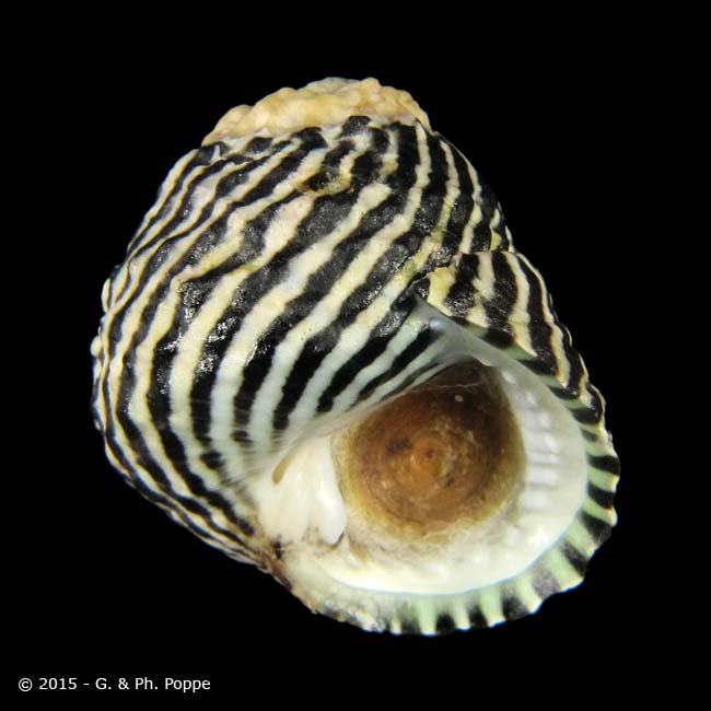 Shell Encyclopedia - Conchological MegaDatabase Iconographic Overview on Mollusks ...