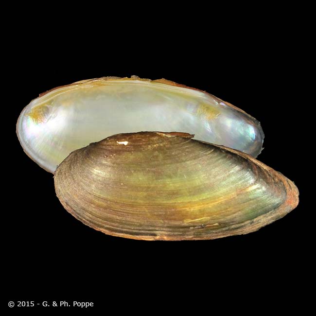 Shells For Sale Shown by Species: UNIONIDAE for Sale