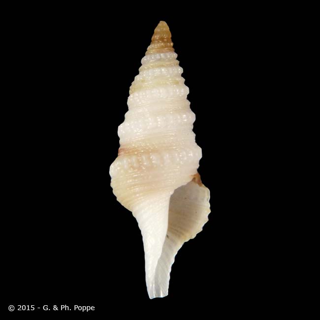 Shell Encyclopedia - Conchological MegaDatabase Iconographic Overview on Mollusks ...