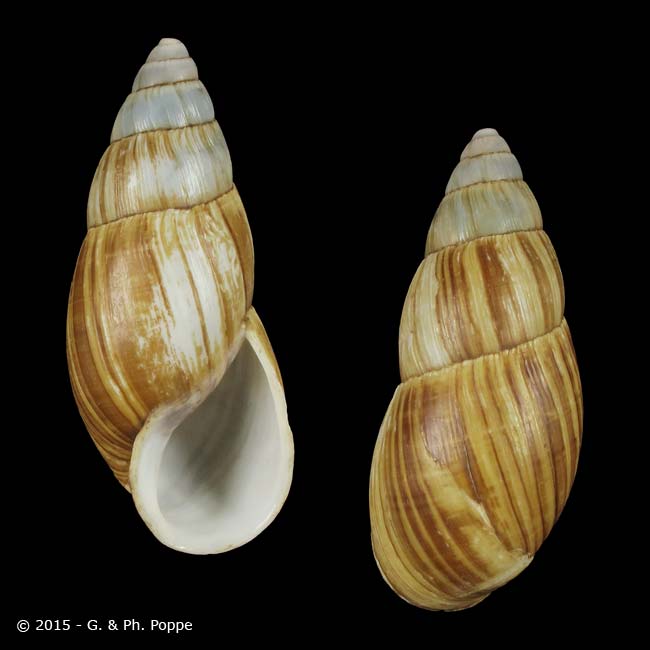 CLAVATORIDAE for Sale | Conchology