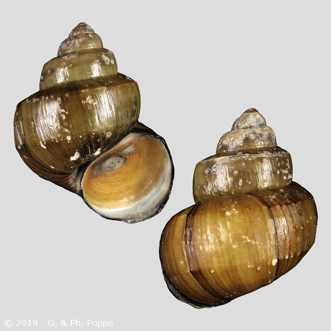 Shell Encyclopedia - Conchological MegaDatabase Iconographic Overview ...