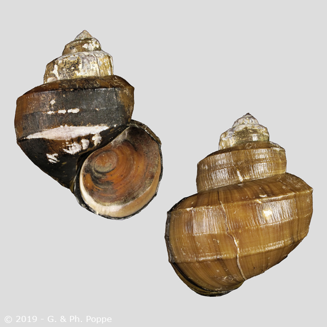 Shell Encyclopedia - Conchological MegaDatabase Iconographic Overview ...
