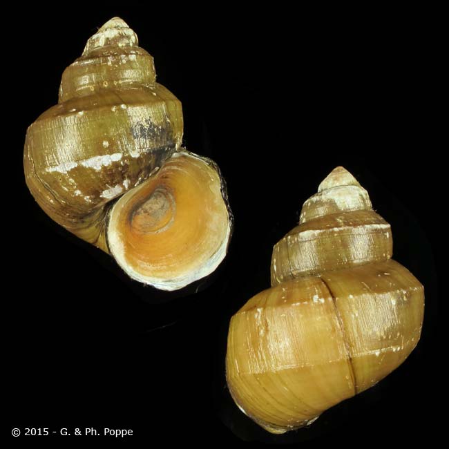 Shell Encyclopedia - Conchological MegaDatabase Iconographic Overview ...