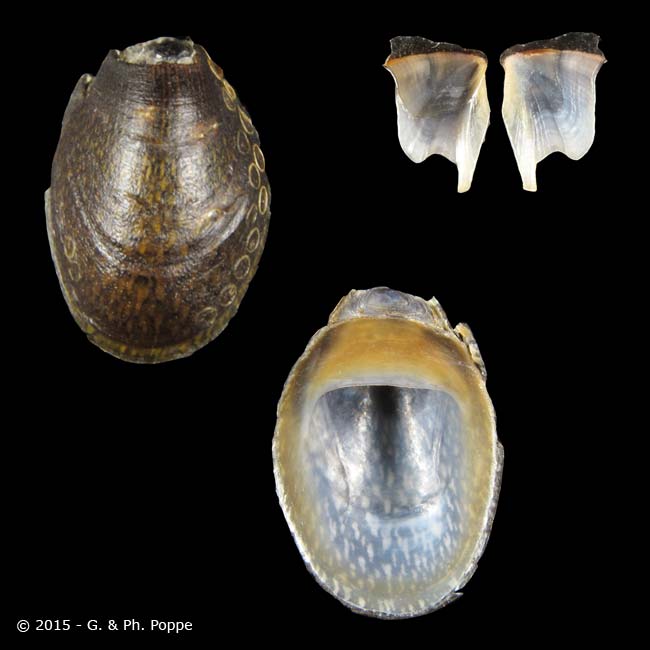 Shells For Sale Shown by Species: NERITIDAE, Septaria luzonica PERIO ...