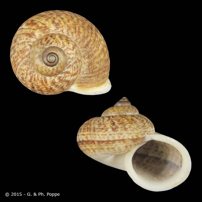 Shell Encyclopedia - Worms Details | Conchology | Conchology