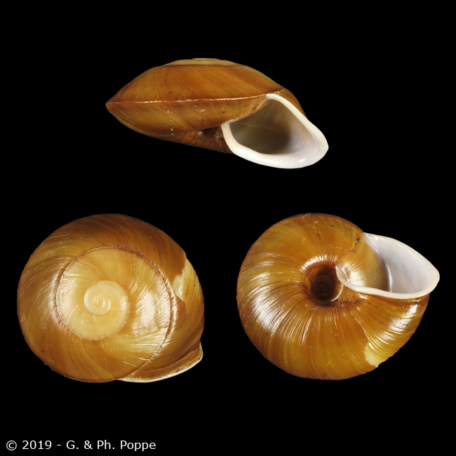 Shell Encyclopedia - Worms Details | Conchology | Conchology