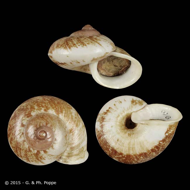 Shell Encyclopedia - Worms Details | Conchology | Conchology