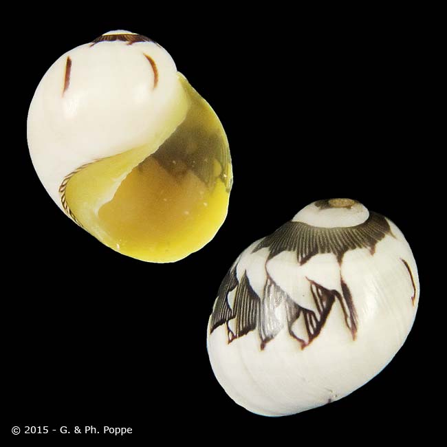 Shell Encyclopedia - Conchological MegaDatabase Iconographic Overview on Mollusks ...