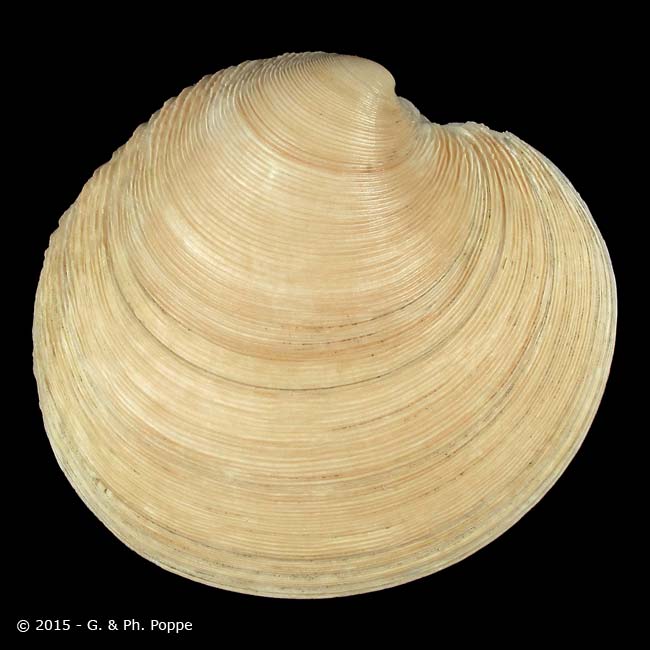 Shell Encyclopedia - Conchological MegaDatabase Iconographic Overview ...