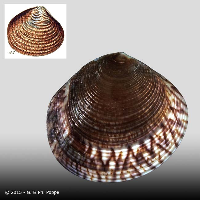 Shell Encyclopedia - Conchological MegaDatabase Iconographic Overview ...