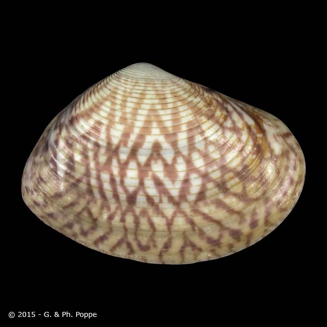 Shell Encyclopedia - Worms Details | Conchology | Conchology