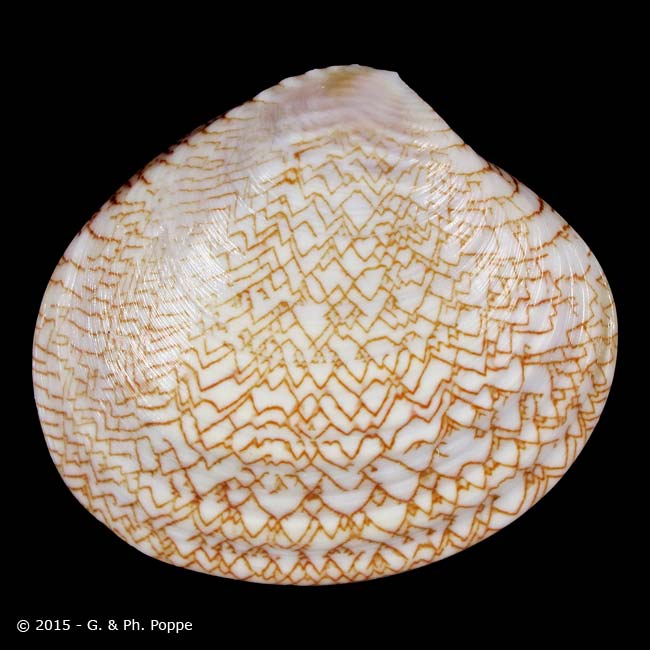 Shell Encyclopedia - Conchological MegaDatabase Iconographic Overview ...