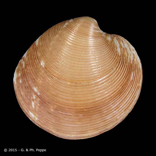 Shell Encyclopedia - Worms Details | Conchology | Conchology