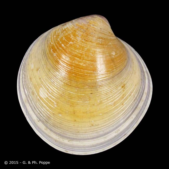 Shell Encyclopedia - Conchological MegaDatabase Iconographic Overview ...