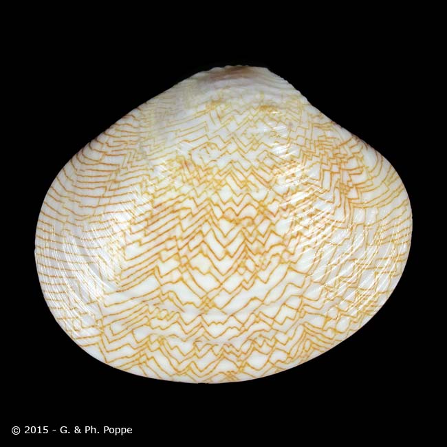 Shell Encyclopedia - Conchological MegaDatabase Iconographic Overview ...