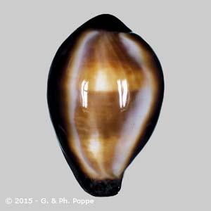 Shells For Sale Shown By Species_science | ConchologyCYPRAEIDAE for Sale