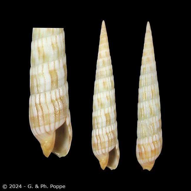 Featured Shells For Sale | Conchology