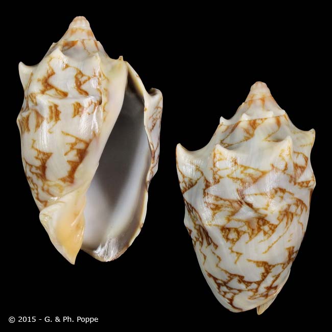 Shell Encyclopedia - Conchological MegaDatabase Iconographic Overview on Mollusks ...
