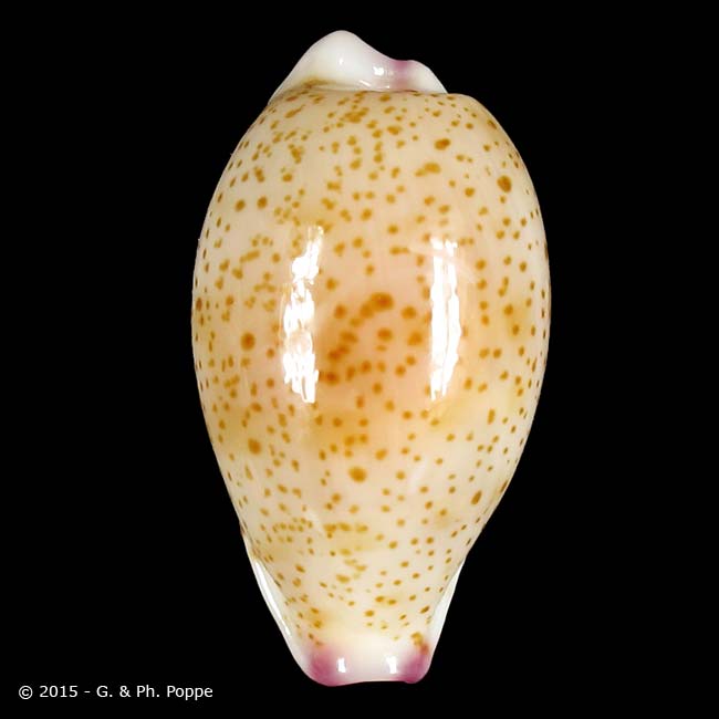 Shell Encyclopedia - Conchological MegaDatabase Iconographic Overview ...