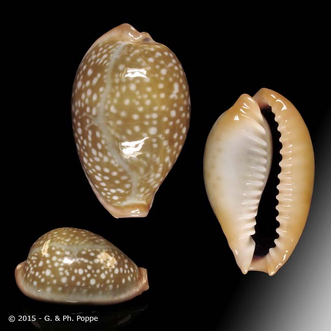 Shells For Sale Shown by Species: CYPRAEIDAE, Naria miliaris SPECIAL ...