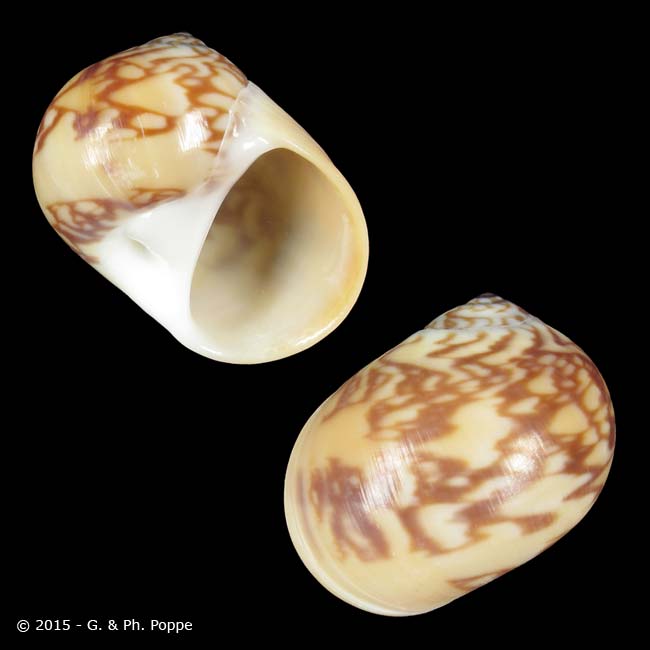 Featured Shells For Sale | Conchology