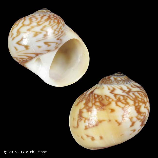 Featured Shells For Sale | Conchology