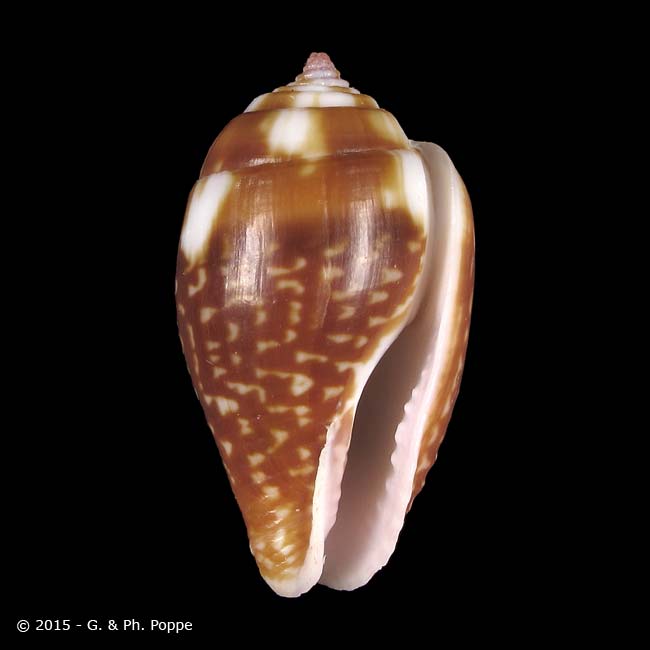 Featured Shells For Sale | Conchology