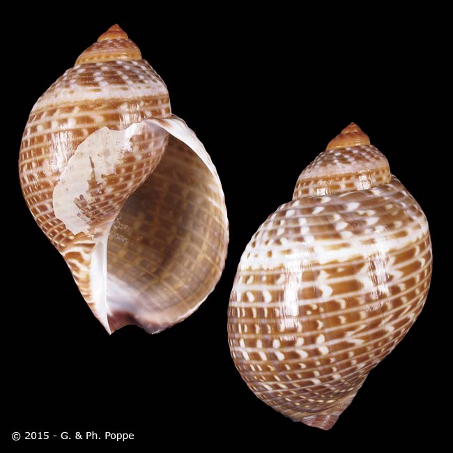 TONNIDAE, Tonna perdix for Sale | Conchology