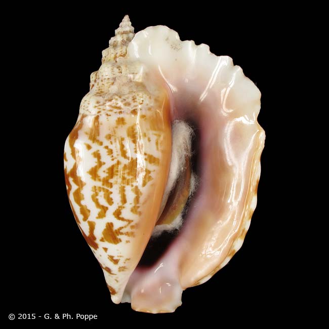 Shells For Sale Shown by Species: STROMBIDAE, Latissistrombus sinuatus for Sale