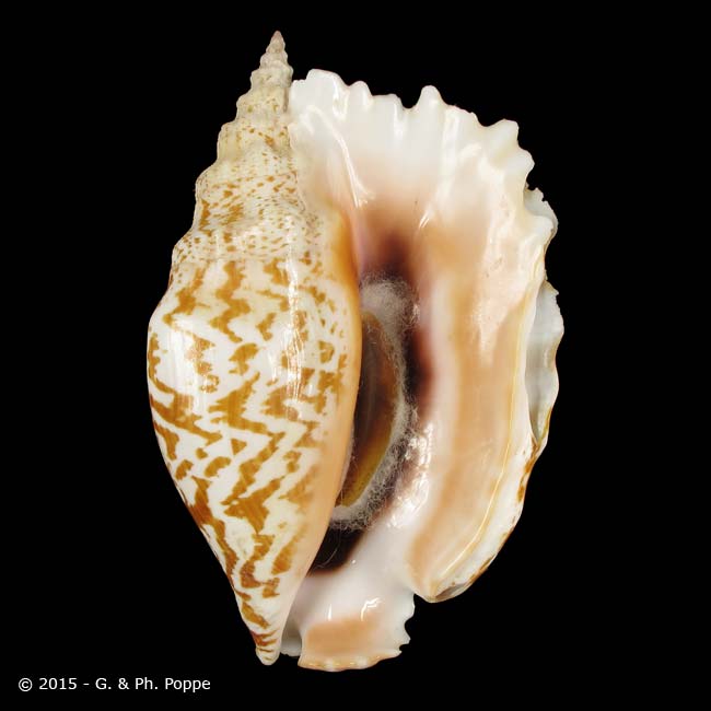 Shells For Sale Shown by Species: STROMBIDAE, Latissistrombus sinuatus ...