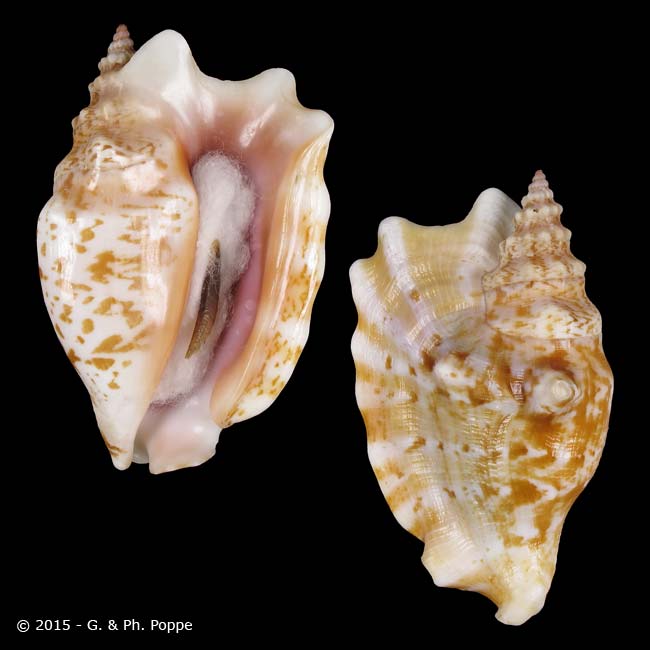Shells For Sale Shown by Species: STROMBIDAE, Latissistrombus sinuatus ...