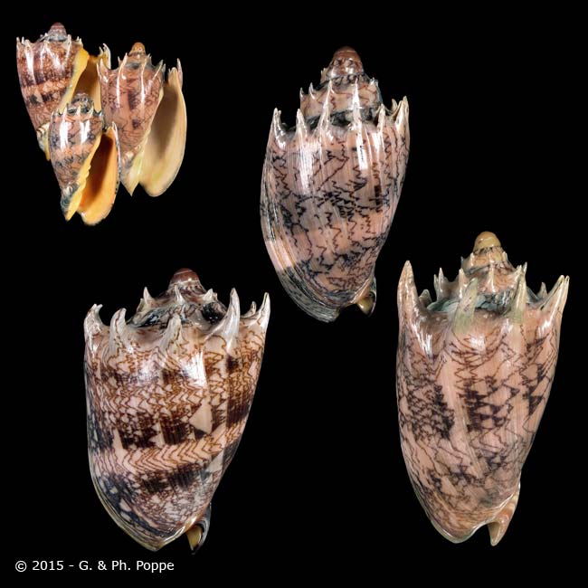 Shell Encyclopedia - Conchological MegaDatabase Iconographic Overview on Mollusks ...