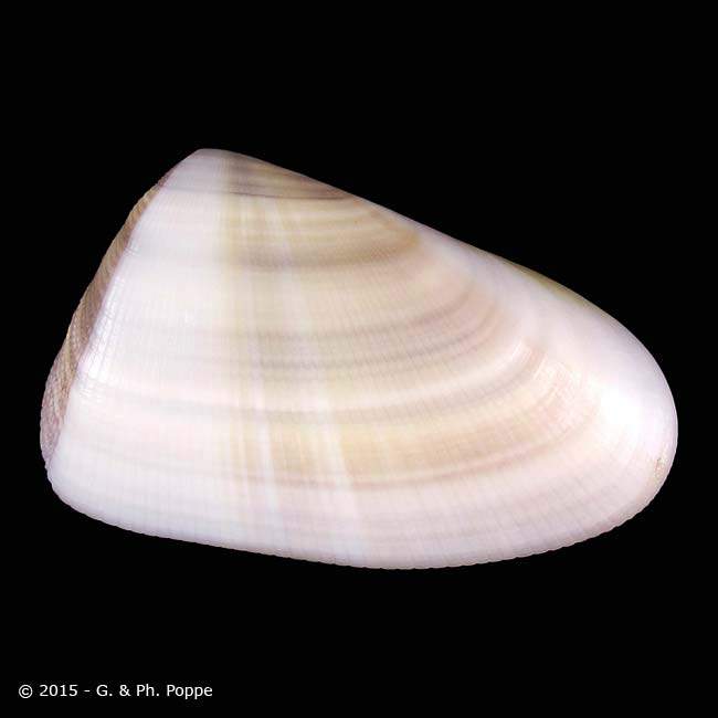 Featured Shells For Sale | Conchology