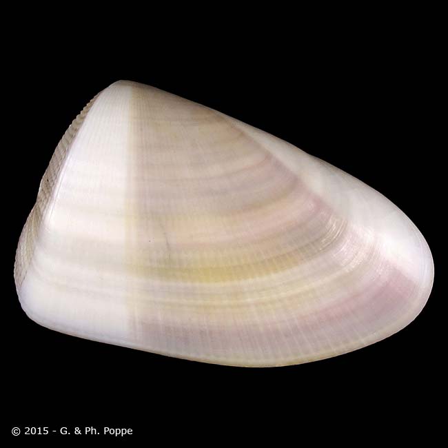 Featured Shells For Sale | Conchology