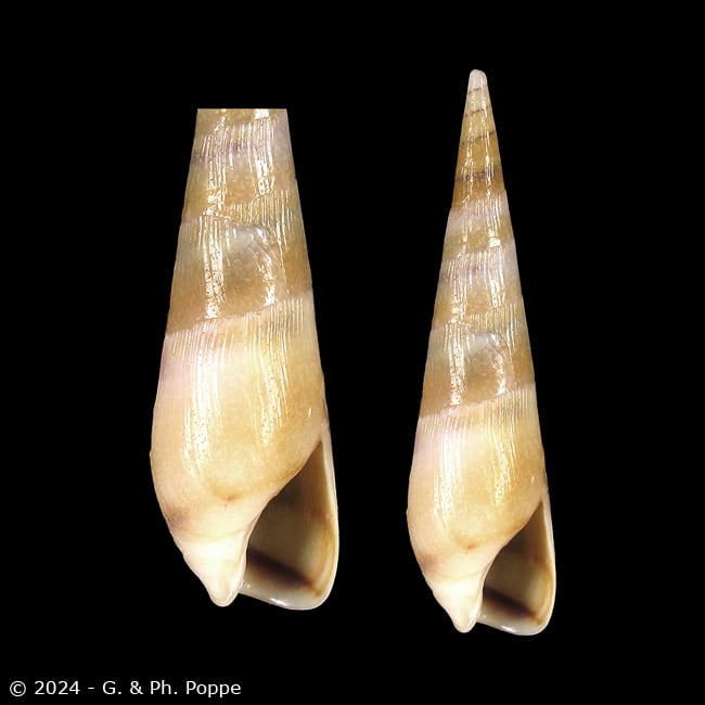 Featured Shells For Sale | Conchology