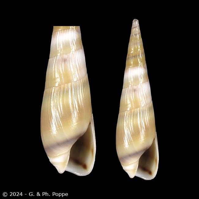 Featured Shells For Sale | Conchology