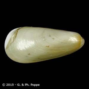 Shells For Sale Shown by Species: MYTILIDAE for Sale