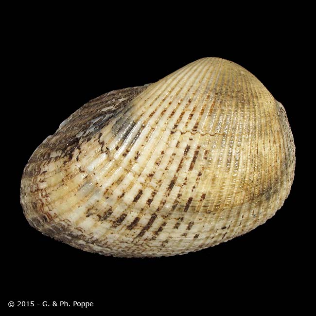 Shell Encyclopedia - Worms Details | Conchology | Conchology