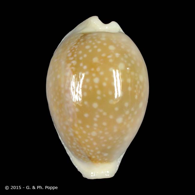 Featured Shells For Sale | Conchology